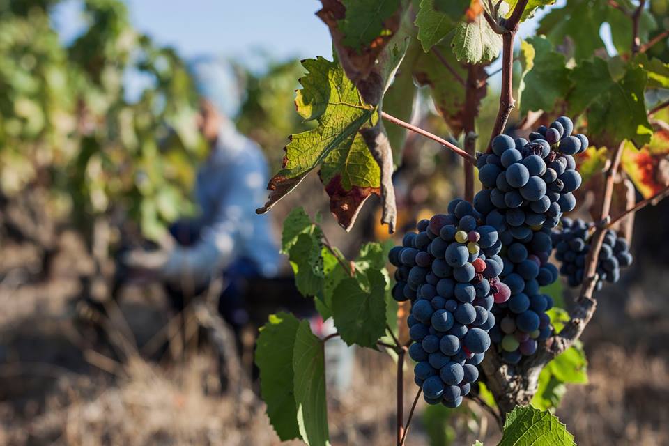 Dei Agre | Salento Km0